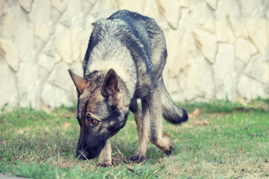 Current Litter 06 | Giant Shepherds